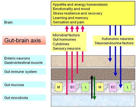 The Bidirectional Gut Brain Axis Four Communication Pathways Sensory
