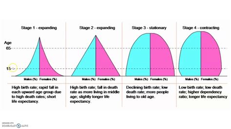 32 can you label age structure diagrams labels 2021