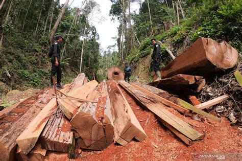 Pembalakan Liar Di Taman Nasional Bukit Tigapuluh Antara News