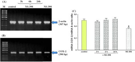 Rt Pcr Analysis Of Mrna Expression For Cox 2 In The Mkn7 Cells Exposed