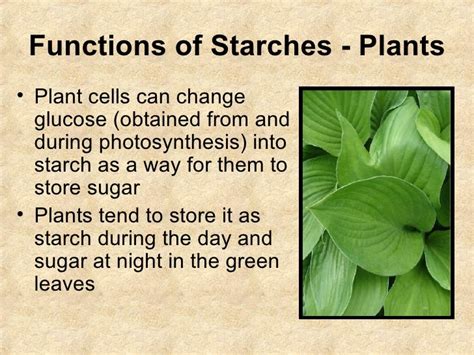 What Is The Function Of Starch Zestmoms