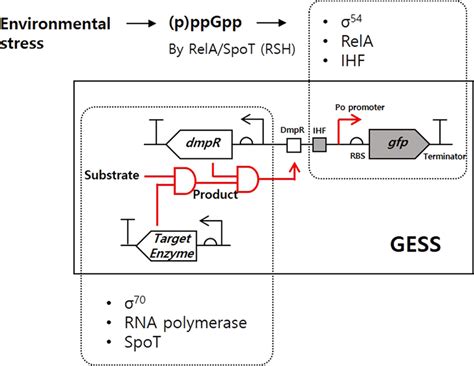 Schematic Depiction Of The Gess And Involved Transcriptional Factors In