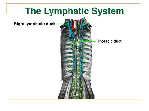 Right Lymphatic Duct Model