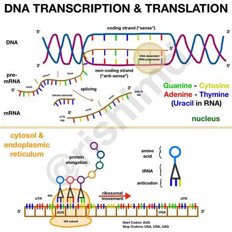 Transcription Biology Diagram