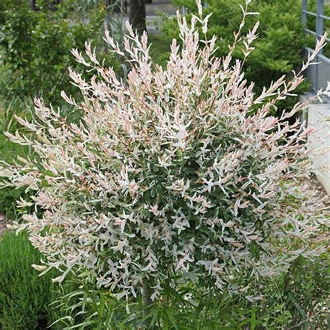 Flamingo Willow Salix Hakuro Nishiki Tree Yougarden