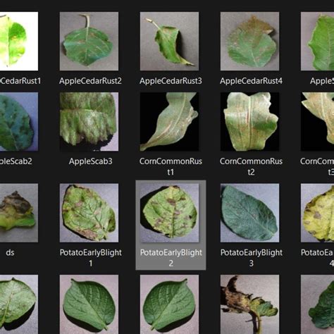 leaf disease detection dataset kaggle