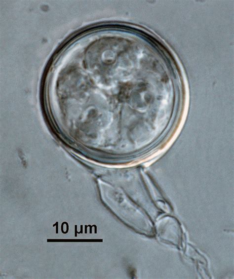 Phytophthora Kernoviae Idphy