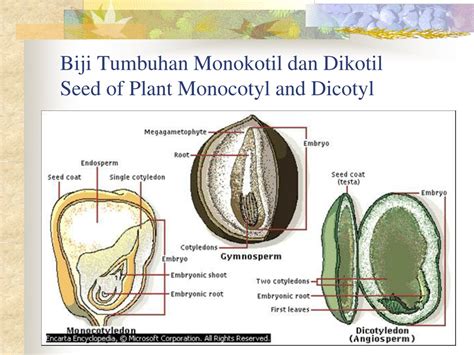 Ppt Struktur And Fungsi Buah Dan Biji Structure And Function Of Fruit And