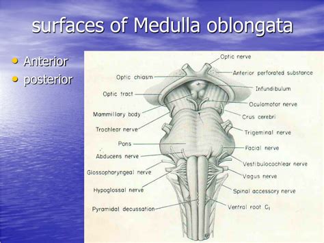 Ppt Medulla Oblongata Bulbus Medulla Powerpoint Presentation Free