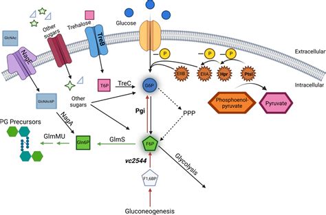 Disrupting Central Carbon Metabolism Increases β Lactam Antibiotic