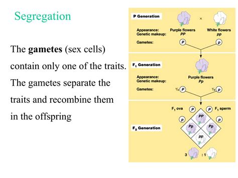Ppt Chapter 11 Introduction To Genetics Powerpoint Presentation Free
