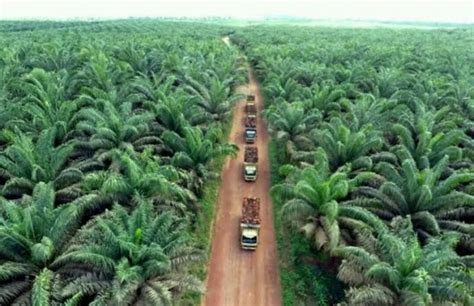 Kebun Sawit Terbesar Di Indonesia Homecare24