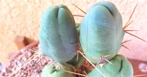 Penis Cactus Care And The Perfect Pot For Yours