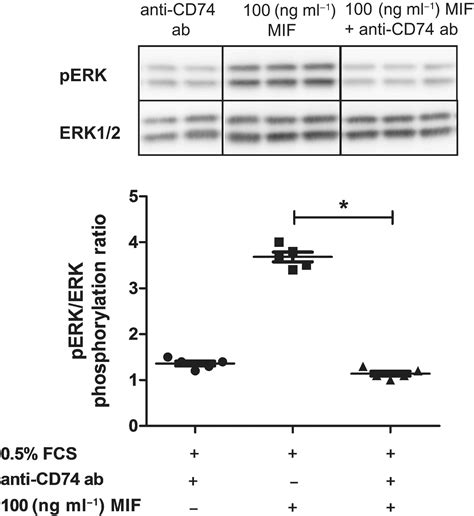 Macrophage Migration Inhibitory Factor Exerts Pro‐proliferative And