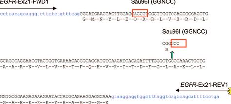 Figure 1 From Rapid Polymerase Chain Reaction Based Detection Of