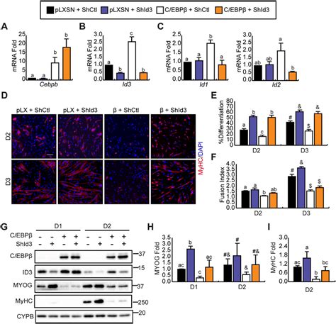 Inhibition Of Id3 Expression Rescues C Ebpβ Mediated Inhibition Of