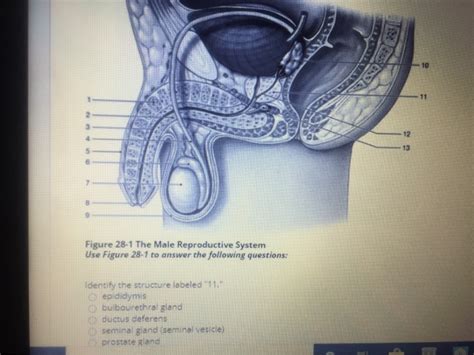 Solved Figure 28 1 The Male Reproductive System Use Figure