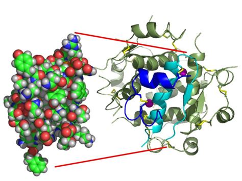 structure of insulin howmed