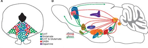 [pdf] Reward Processing By The Dorsal Raphe Nucleus 5 Ht And Beyond