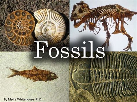 fossils teach