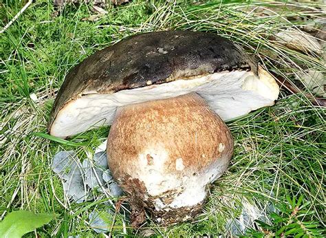Tudo Sobre O Cogumelo Características Nome Científico E Fotos Mundo