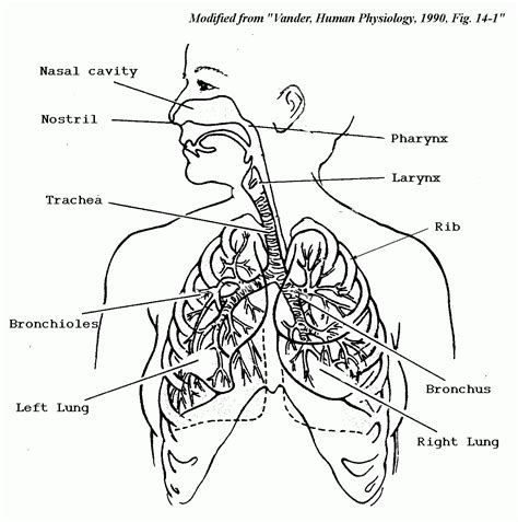 Circulatory System Drawing Easy Human Anatomy Diagram Coloring Home