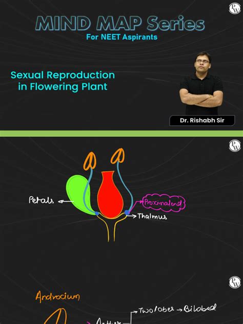 Sexual Reproduction In Flowering Plants Class Notes Neet Mindmap Pdf