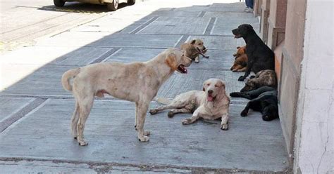 Diputada De Puebla Propone Eliminar Perros Callejeros Por