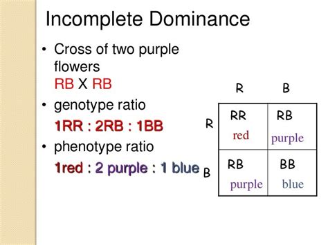 Phenotypic And Genotypic Ratios