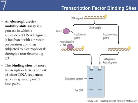 Ppt Rna Synthesis And Processing Transcription Transcriptional