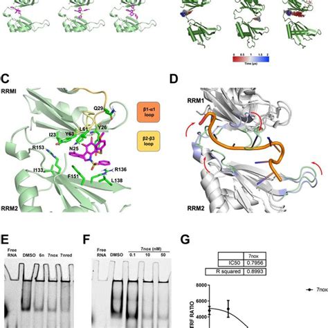 Tm7nox Binds To Hur And Disrupts Hur Rna Binding Ability In Vitro A