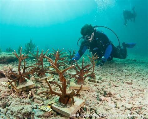 Nsu Work To Preserve Coral Reefs Featured In Cbs 12 Story Nsu Newsroom