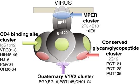 model of hiv 1 envelope glycoprotein gross structure and broadly
