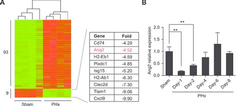 dynamics of ang2 expression in lsecs after hepatectomy a heat map