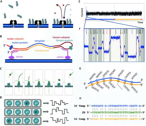 Nanopore Sequencing Principle