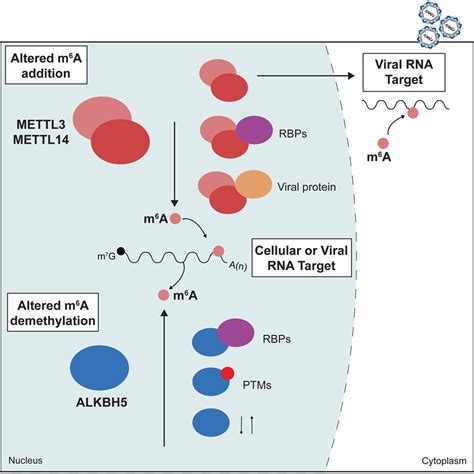 Modifying The Antiviral Innate Immune Response By Selective Writing