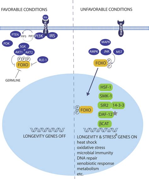 A Model For Insulin Igf 1 Signal Transduction Showing Associated