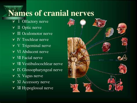 Ppt Cranial Nerves Cranial Nerve Nuclei Powerpoint Pr