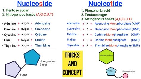 Learn Nucleoside And Nucleotide With One Shortcut Nucleoside Vs