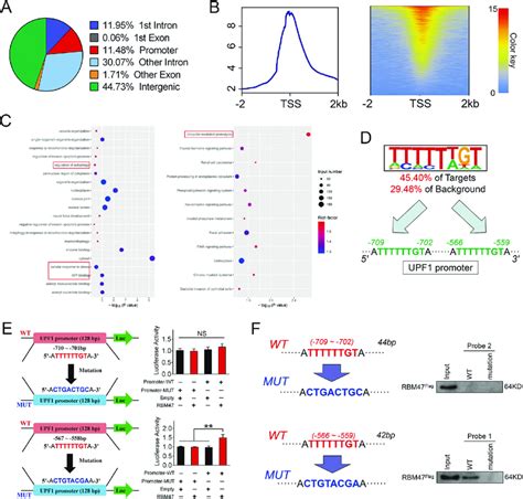 Rbm47 Promoted Upf1 Transcription By Binding Its Promoter A The Pie