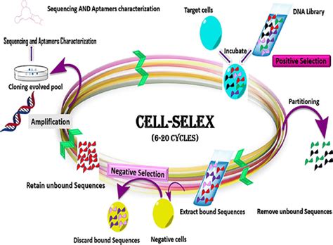 Schematic Presentation Of Dna Aptamer Selection Using Selex Method
