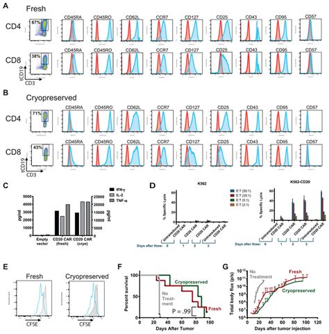 Phenotype And Function Of Cd20 Car T Cells Are Preserved Following