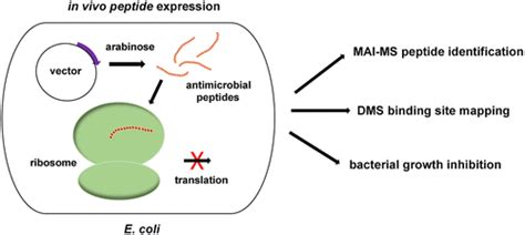 Expression And In Vivo Characterization Of The Antimicrobial Peptide