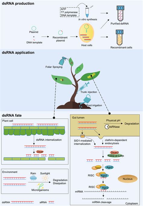 Frontiers In Bioengineering And Biotechnology—唐雪明团队综述rna干扰技术用于害虫防治的研究及
