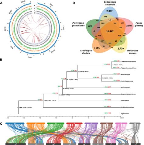 The Chromosome Level Genome Assembly Of Lance Asiabell Codonopsis