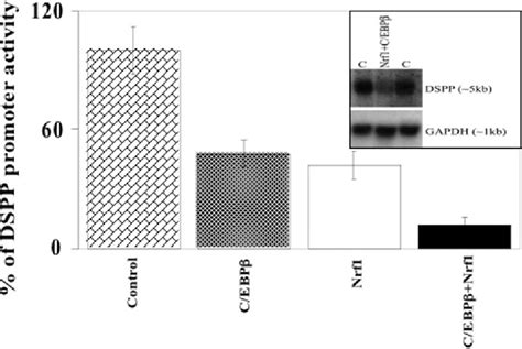 Figure 3 From The Ccaat Enhancer Binding Protein C Ebp β And Nrf1