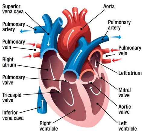 Gcse Science Heart And Circulatory System A2 Poster Tiger Moon