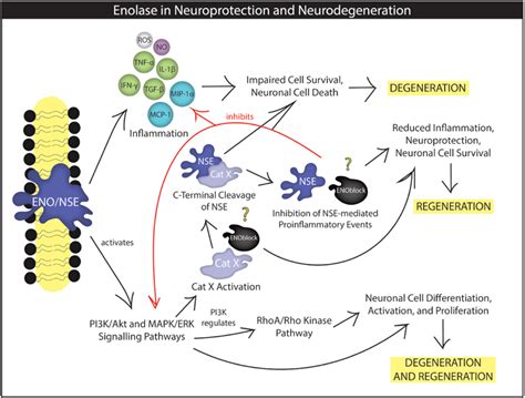Brain Sciences Free Full Text New Insights Into The Role Of Neuron