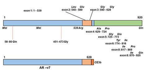 Figure 8 [reference Numbering Of The Androgen ] Endotext Ncbi