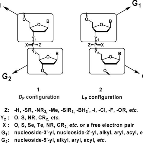 Mesomeric Forms Of D P R P Phosphorothioate Anion And Its L P S P